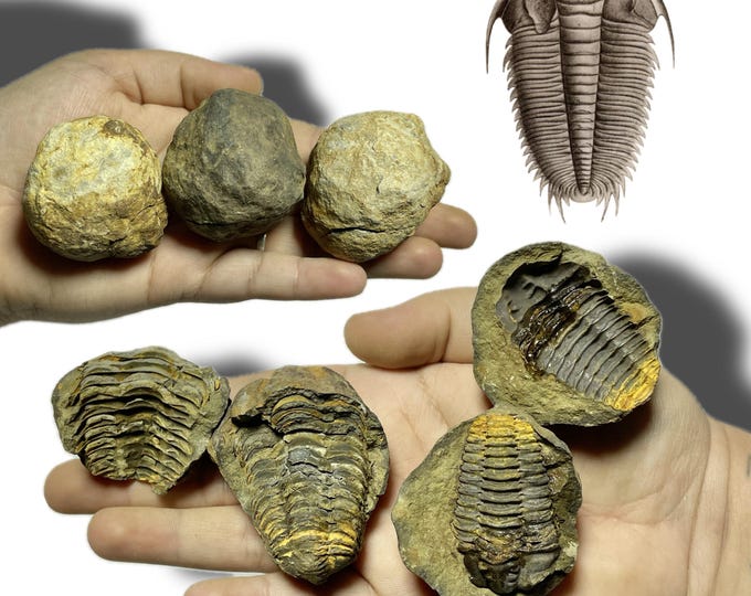 Ancient Trilobite Geode Fossils | Choose Your Size | 500 Million Year ...