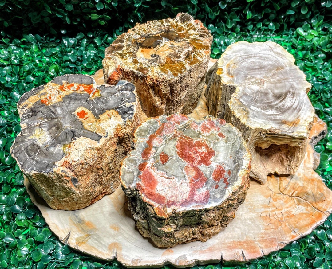 4'' 5'' Petrified Wood Thick Branches, We Pick, Polished Petrified Wood ...