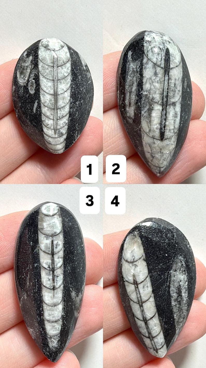 Orthoceras Squid Fossils | Polished Ancient Fossils | Grounding Energy ...