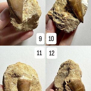 Authentic Mosasaurus Teeth on Matrix | Ancient Mosasaur Stone Tooth ...