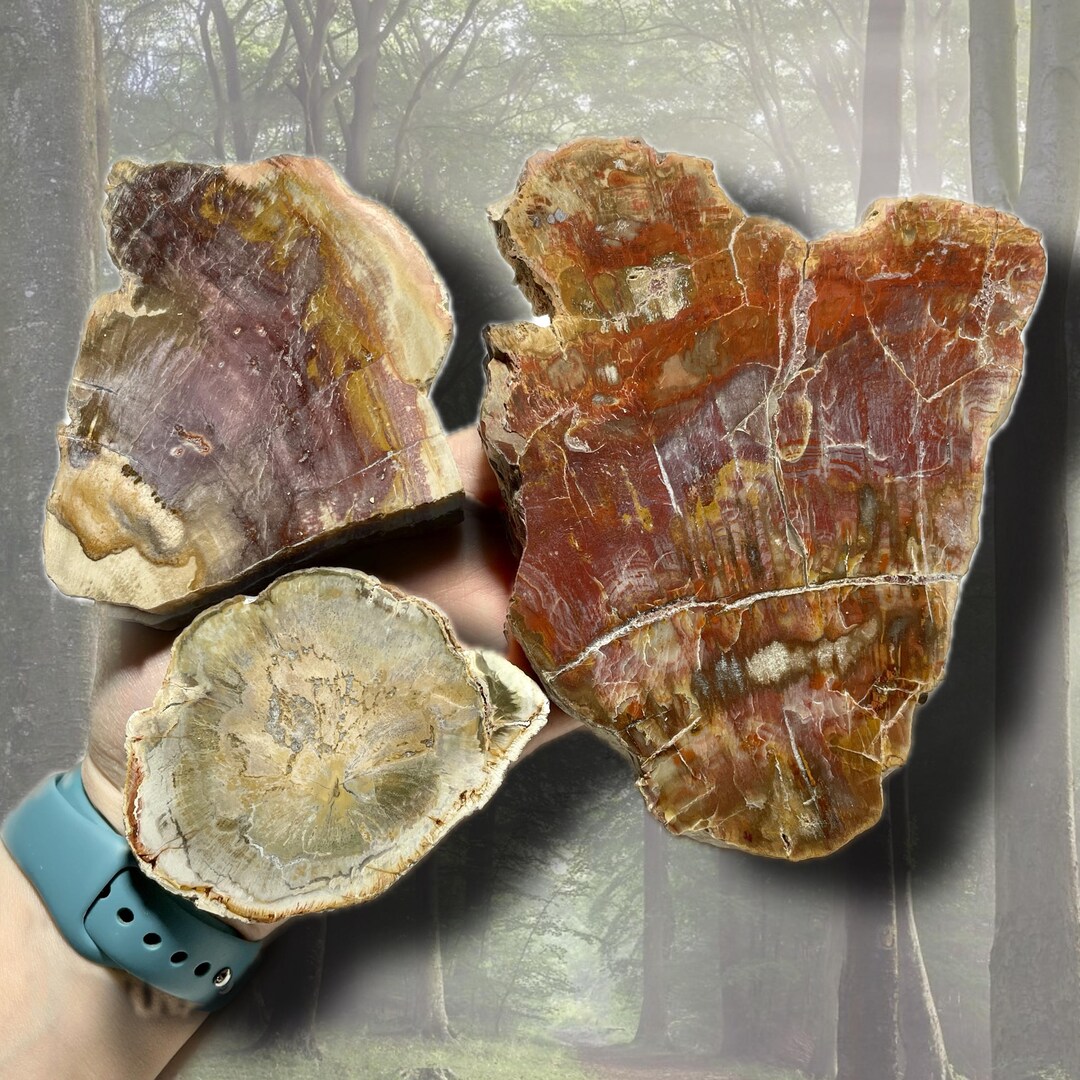 Petrified Wood Slabs | Madagascar Petrified Wood | Super Colorful ...