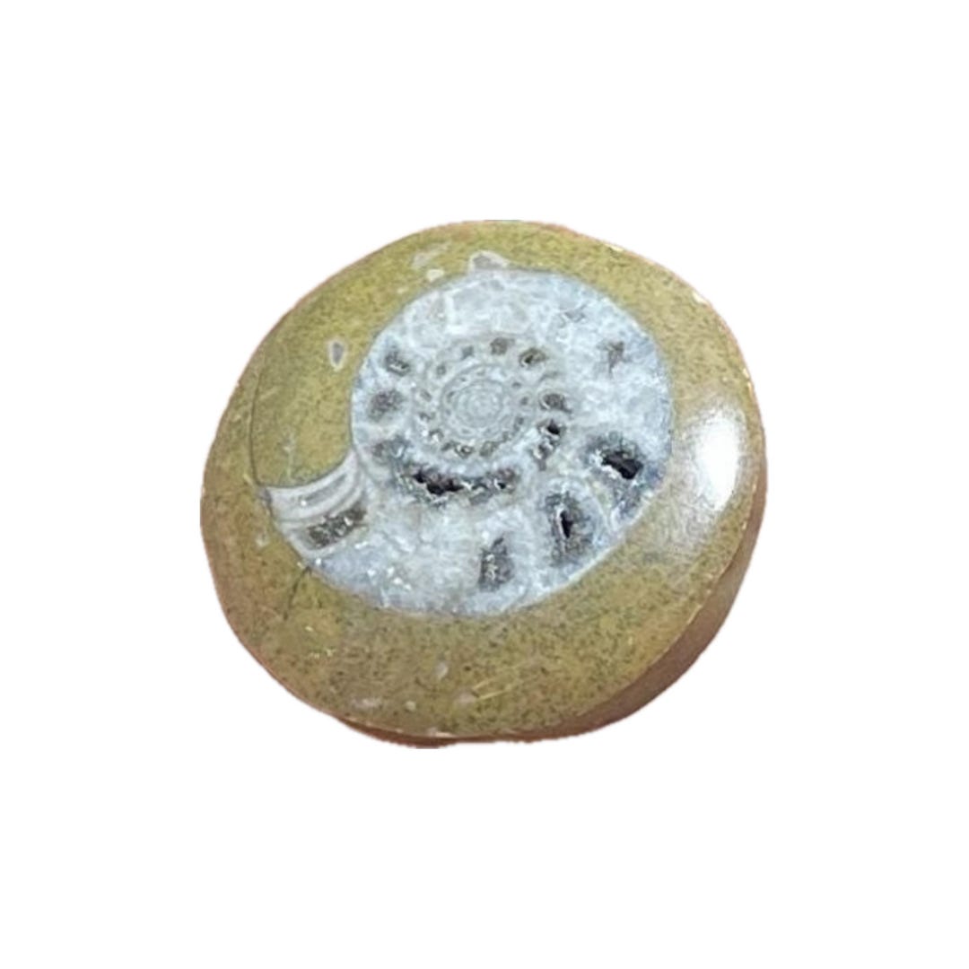 1-1.5'' Ammonite Coin Shaped Fossil, Mini Ammonite in Matrix - Etsy