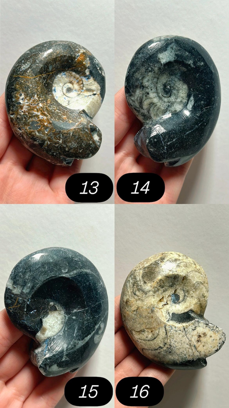 Polished Goniatite Ammonite Fossil | Ancient Spiral Shell | 5-9cm ...