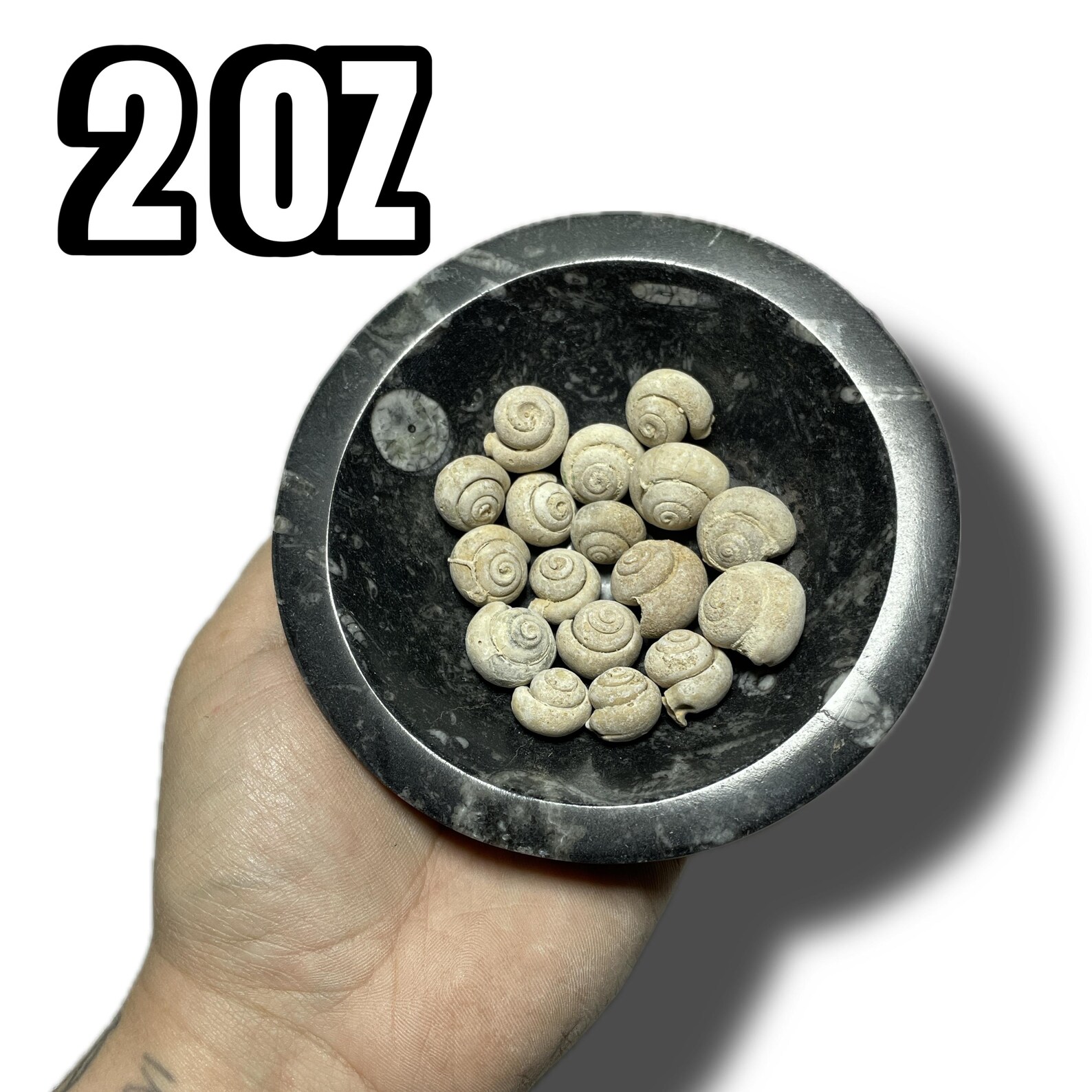 Fossilized Snails | Gastropod Fossils | Sahara Gastropod | Real ...