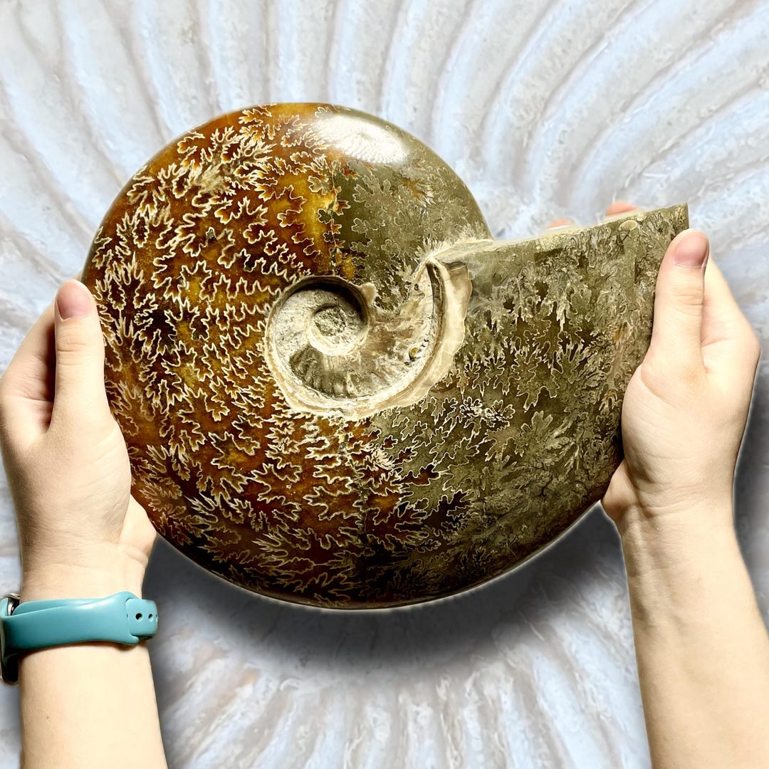 Polished Whole Ammonite Fossil With Acrylic Stand | Iridescent or ...