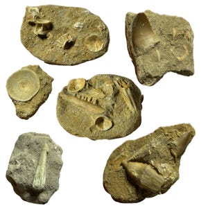 Ancient Fossilized Bones on Matrix | Authentic Teeth and Bone Fossils ...