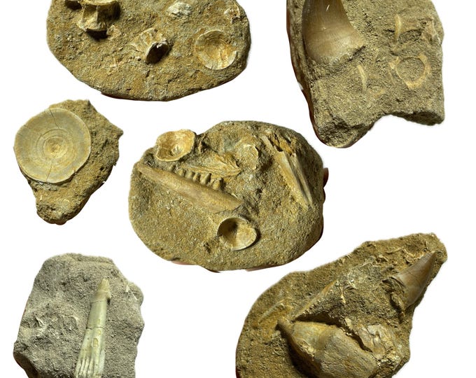 Ancient Fossilized Bones on Matrix | Authentic Teeth and Bone Fossils ...