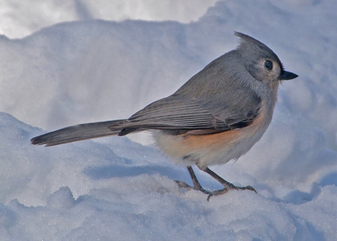 Tufted Titmouse Bird Photography, Nature Print, 5 X 7 Blue and Gray ...