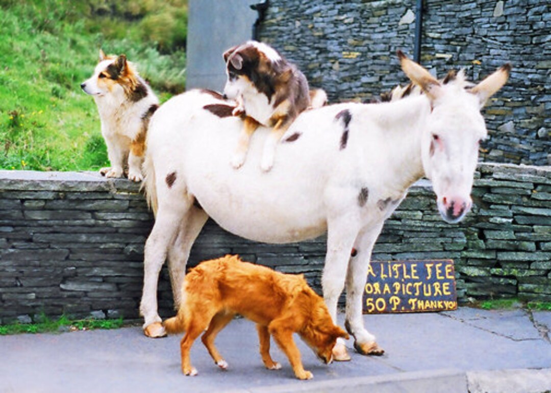 Fine Art Photography, Donkey and Dogs, Irish Decor, County Clare, 5 X 7 ...