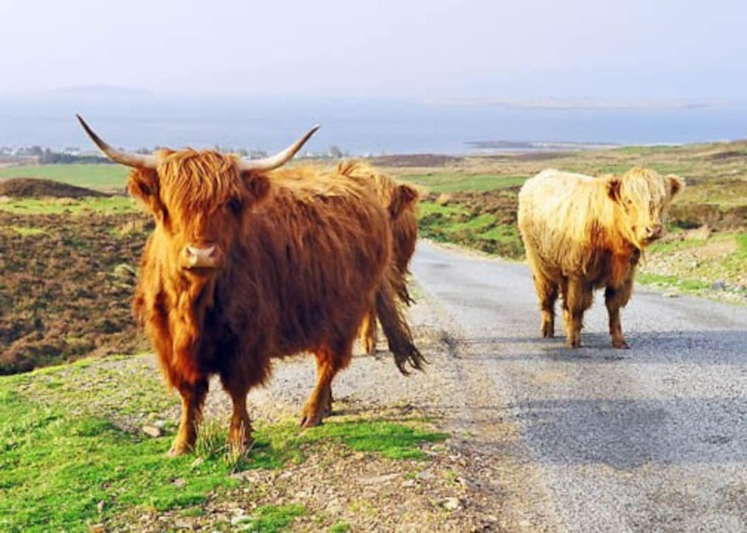 Highland Coos, Scotland, Nature Photography, 5 X 7 Scottish Cows, Isle ...