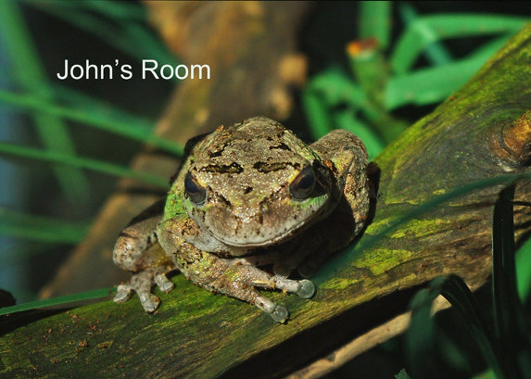 Frog and Lizard, Fine Art Photography, 5 X 7 Wildlife, Add Boys Name ...
