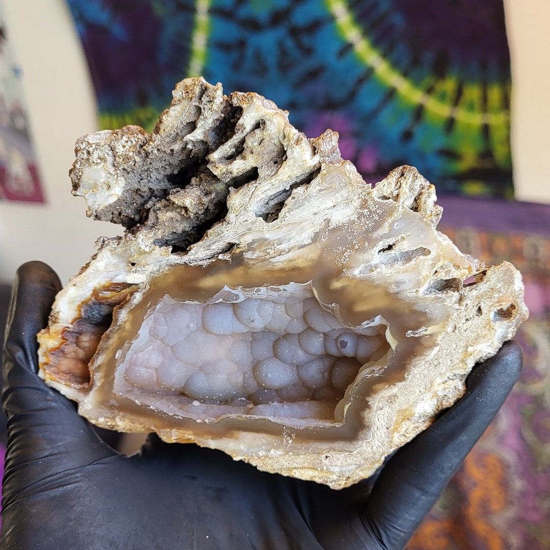 Sliced Agatized Florida Coral, Mineral Specimen, Coral Fossil, Crystal ...