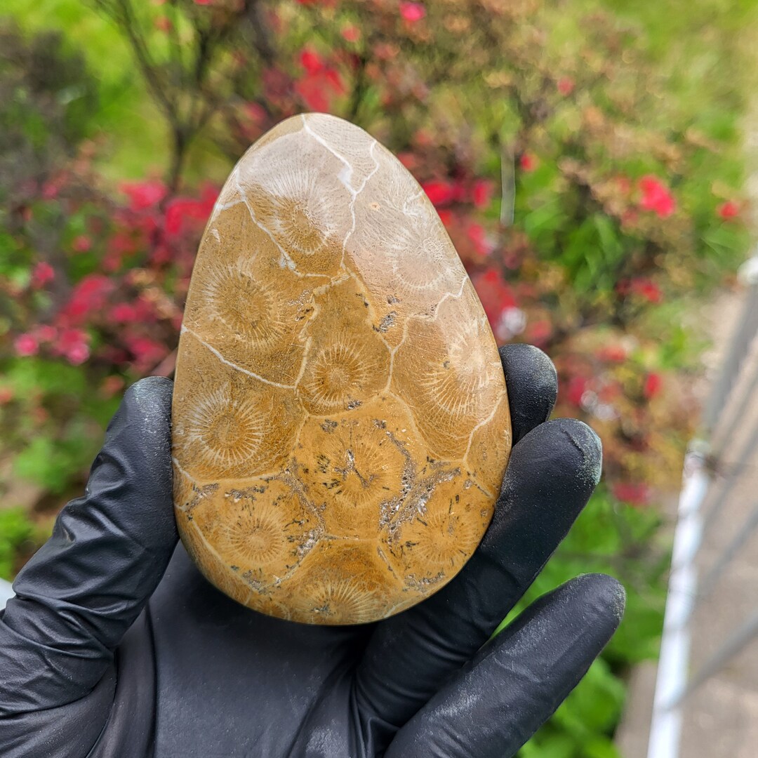 Coral Fossil Palm Stone, Polished Crystals, Rocks and Fossils, Unique ...