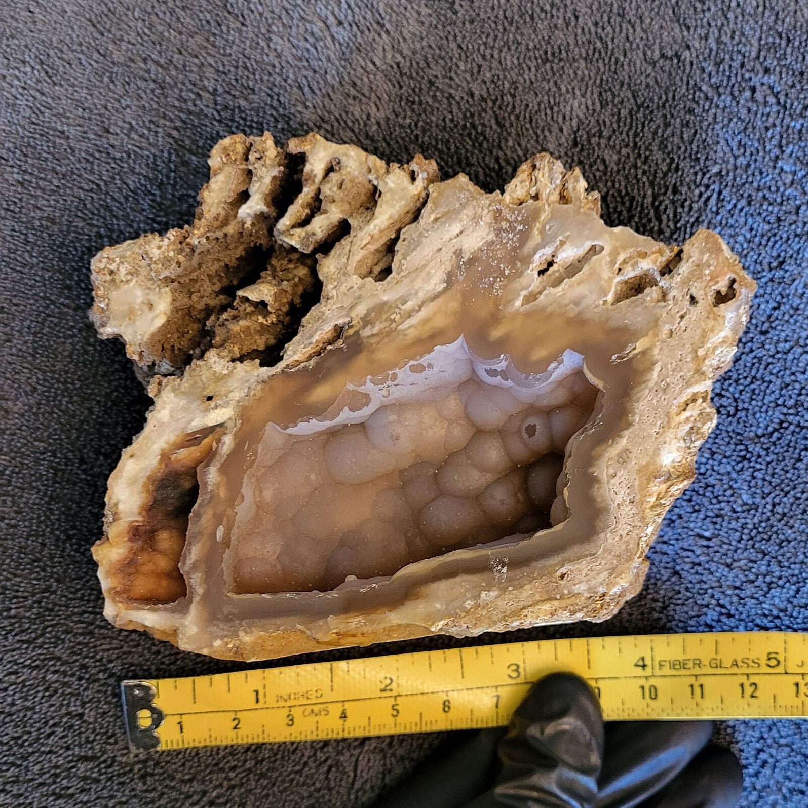 Sliced Agatized Florida Coral, Mineral Specimen, Coral Fossil, Crystal ...