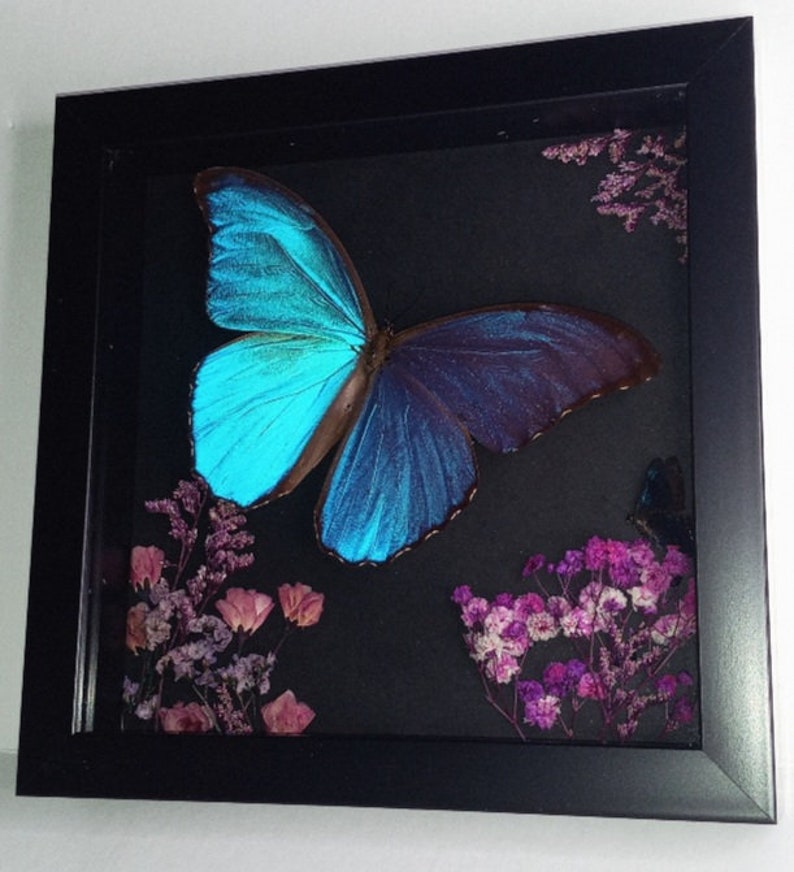 Real Morpho Didius giant Blue Morpho and Ancyluris Meliboeus ...