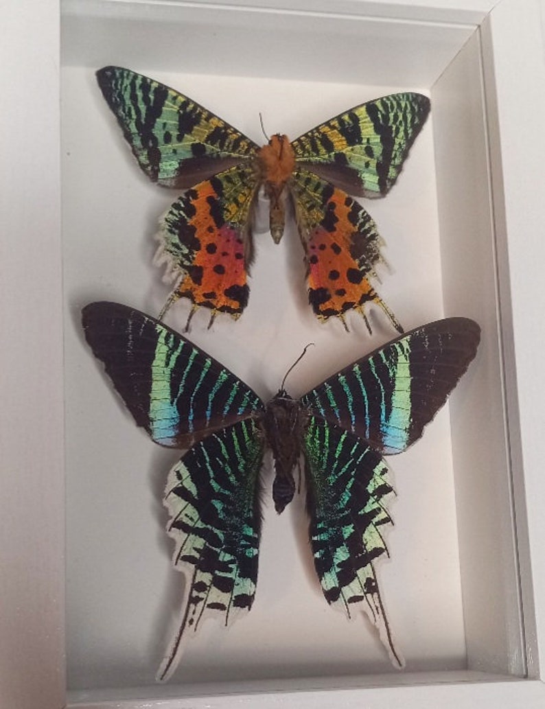Day Flying Moths, Madagascan Sunset Moth and Green-banded Urania Moth ...