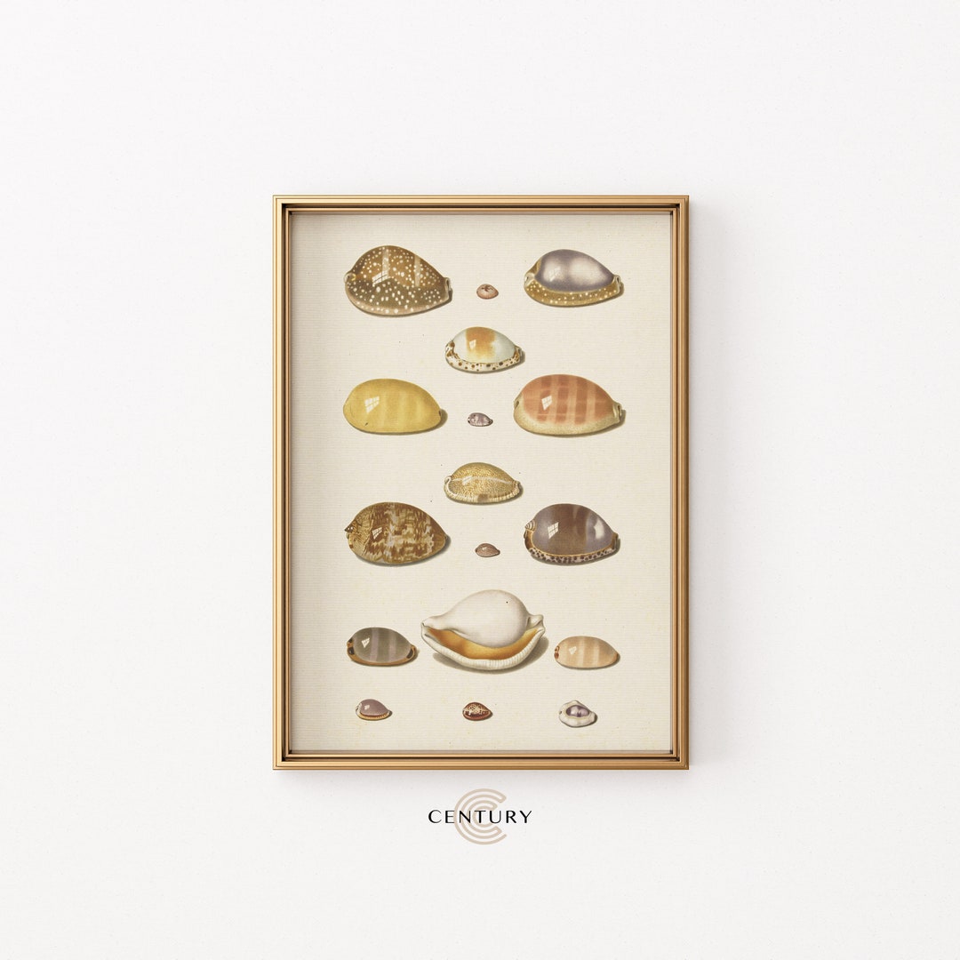 Vintage Display of Cowry Shells Illustration PRINTABLE Art | Antique ...