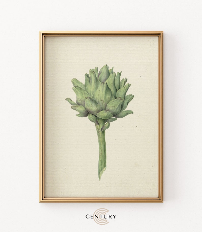 Vintage Artichoke Drawing PRINTABLE Art | Vintage Vegetable Kitchen Art ...