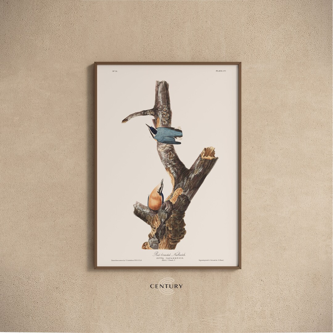 Red-breasted Nuthatch PRINTABLE Wall Art | Vintage Tree Floral Rustic ...