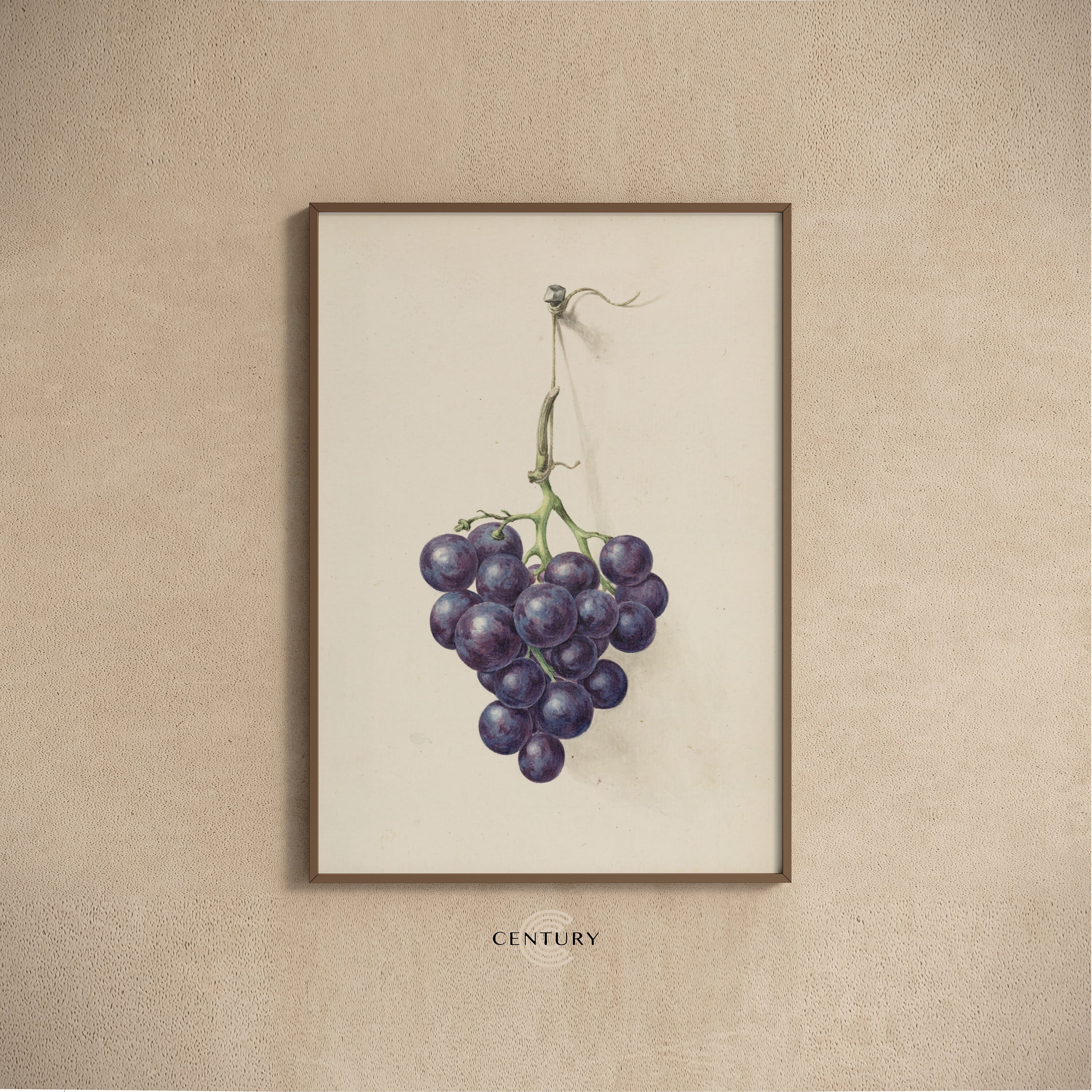 Vintage Blue Grapes Drawing PRINTABLE Art | Rustic Vintage Fruit Wall ...