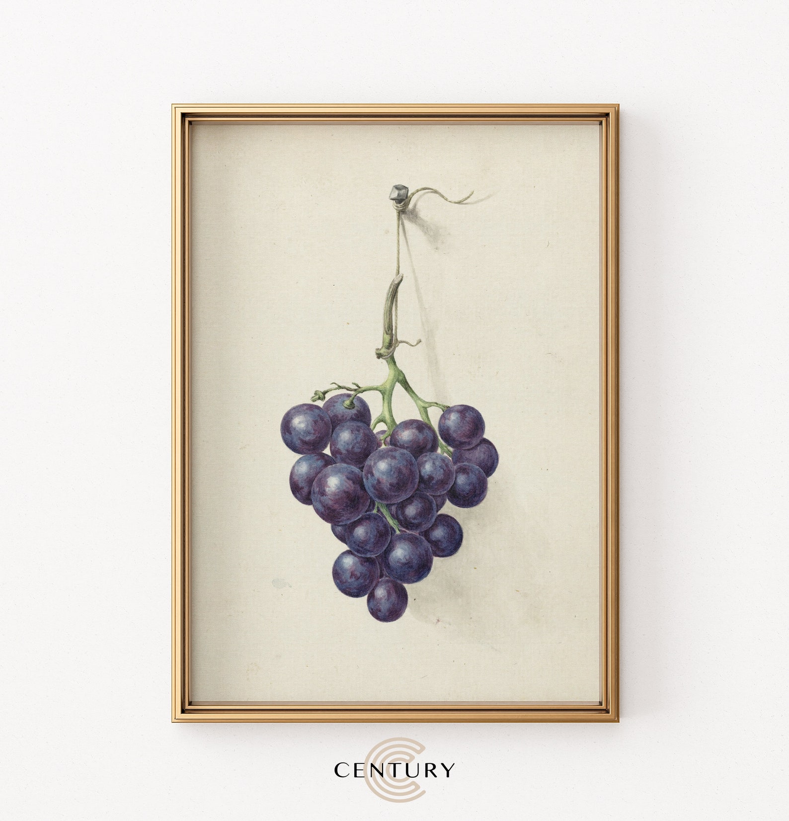 Vintage Blue Grapes Drawing PRINTABLE Art | Rustic Vintage Fruit Wall ...