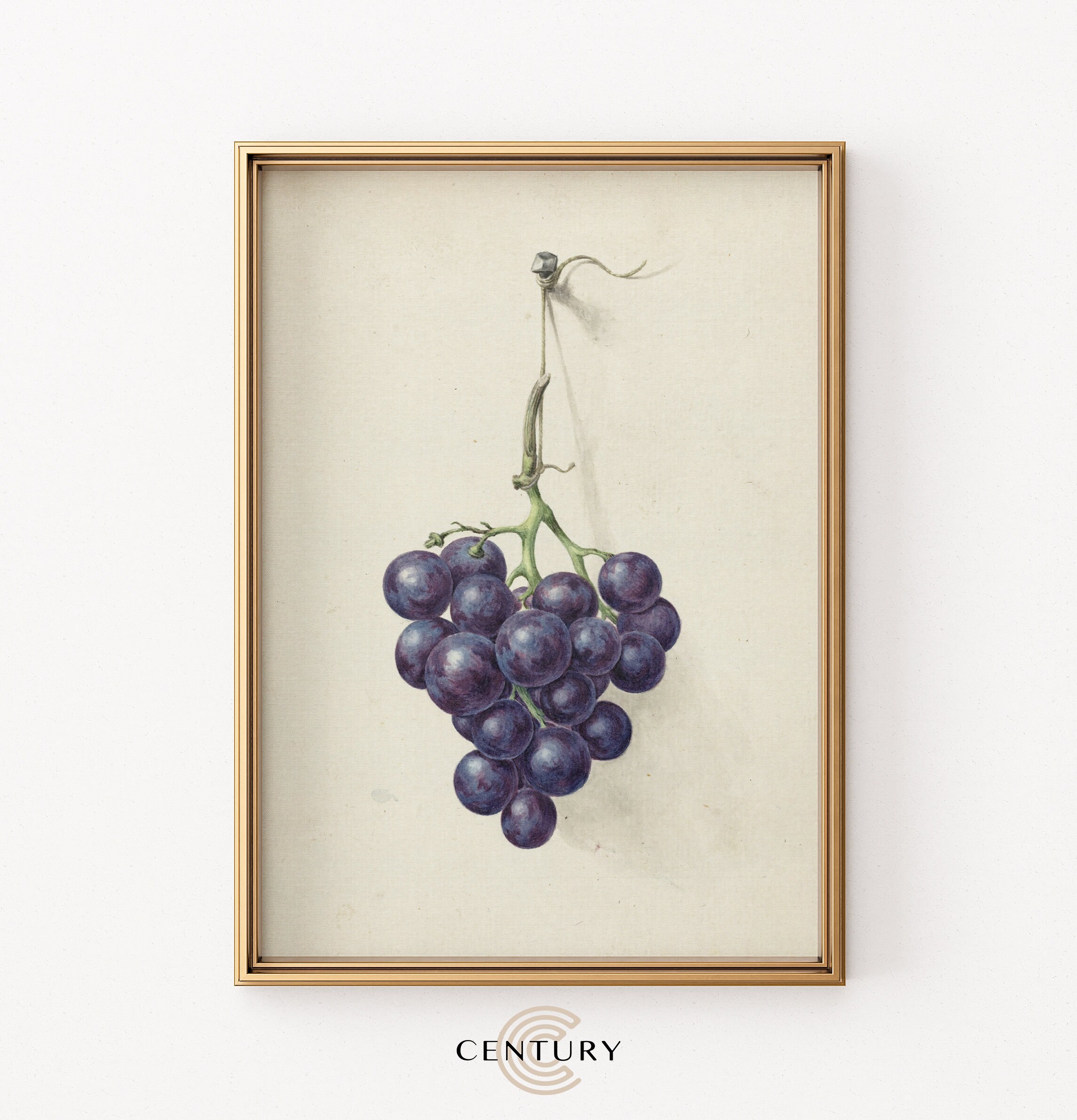 Vintage Blue Grapes Drawing PRINTABLE Art | Rustic Vintage Fruit Wall ...