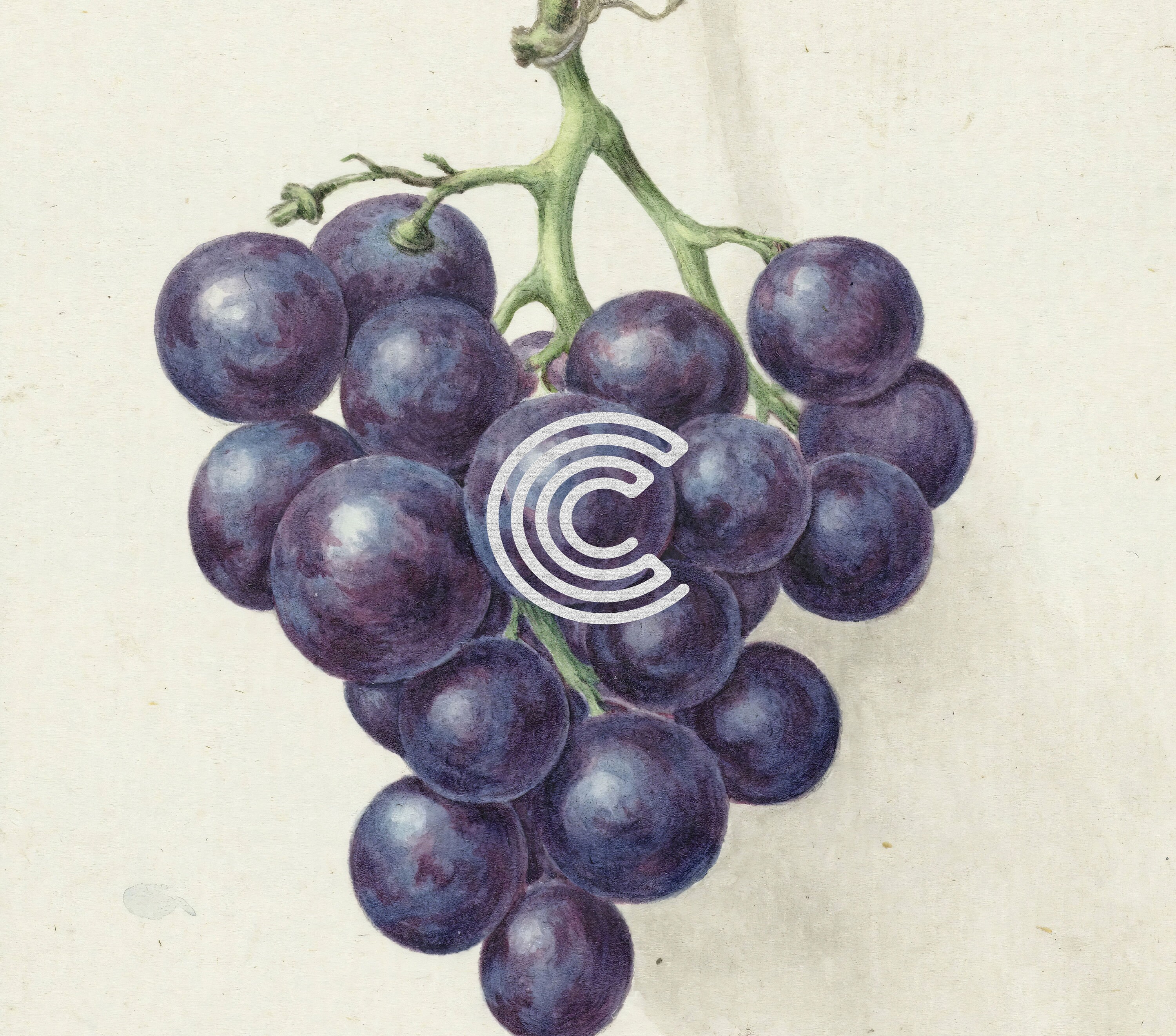 Vintage Blue Grapes Drawing PRINTABLE Art | Rustic Vintage Fruit Wall ...