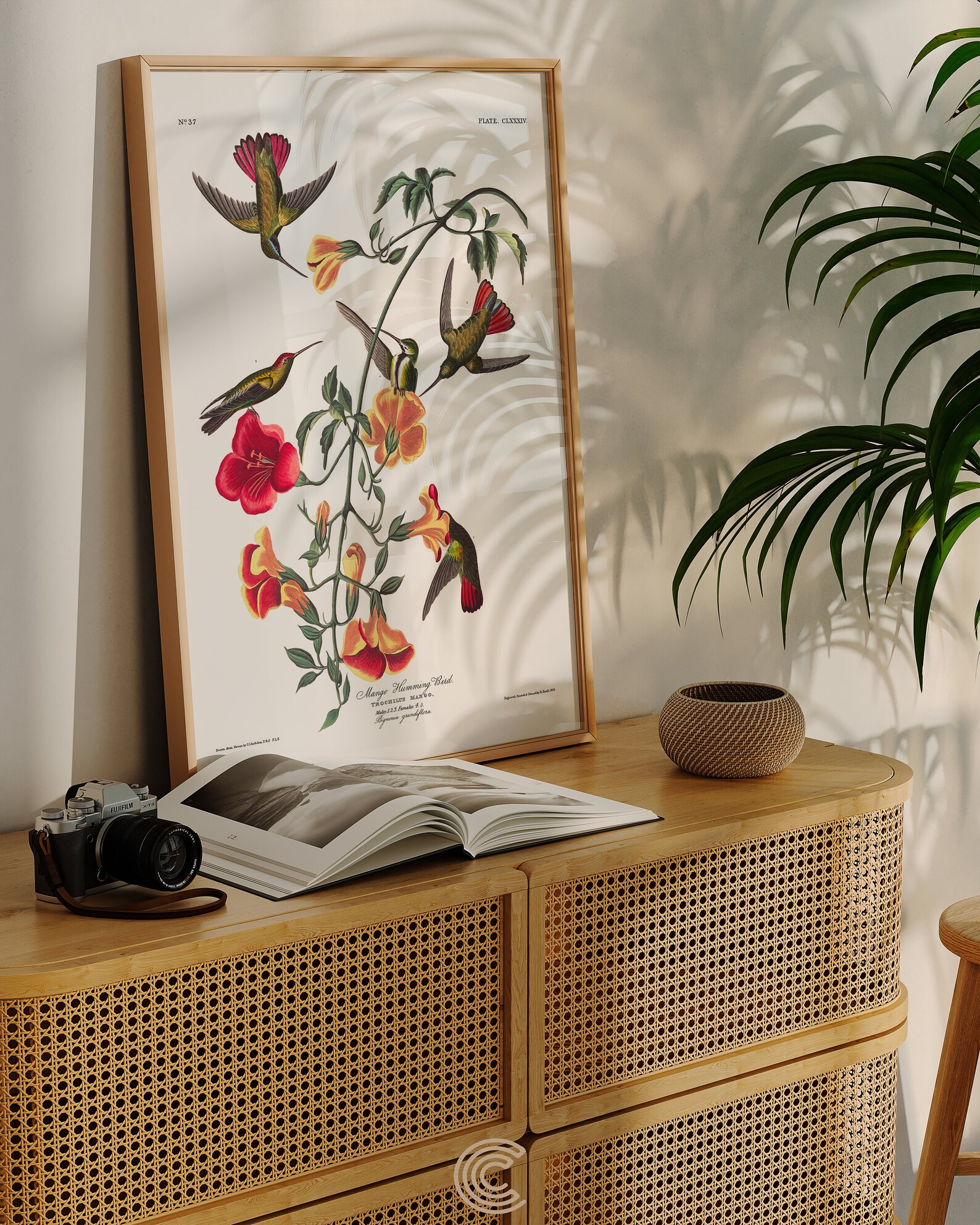 Mango Hummingbird PRINTABLE Wall Art Vintage Tree Bird Rustic Wall ...