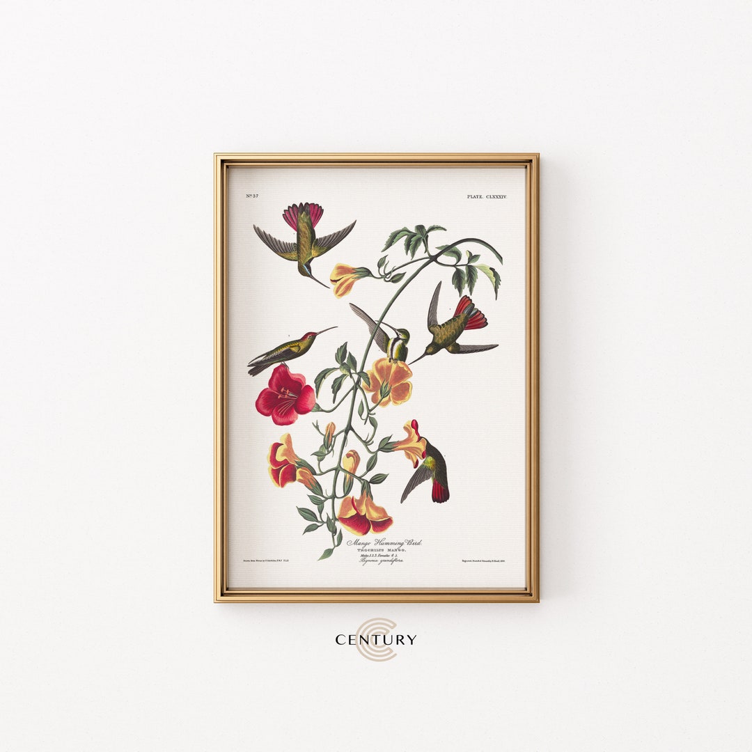 Mango Hummingbird PRINTABLE Wall Art | Vintage Tree Bird Rustic Wall ...