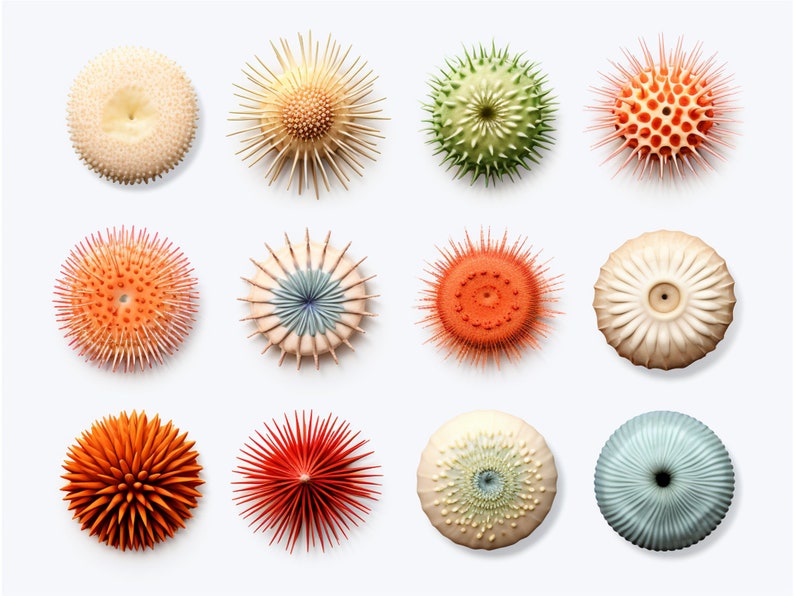 Colorful Sea Urchin, Sea Urchin Vector Image, Clipart Zip File - Etsy