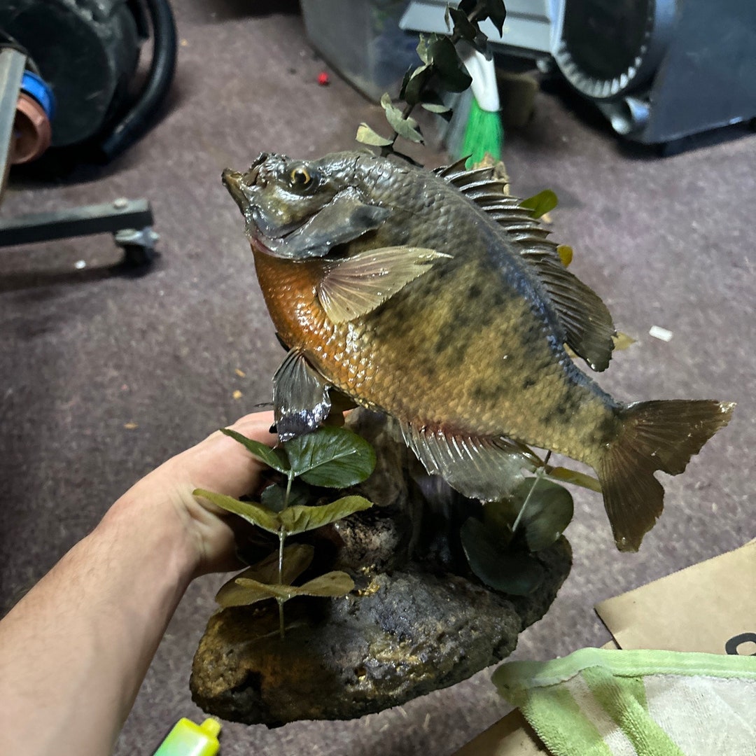 Blue Gill With Real Skin Mounted on Small of Wood With Floral Scene as ...