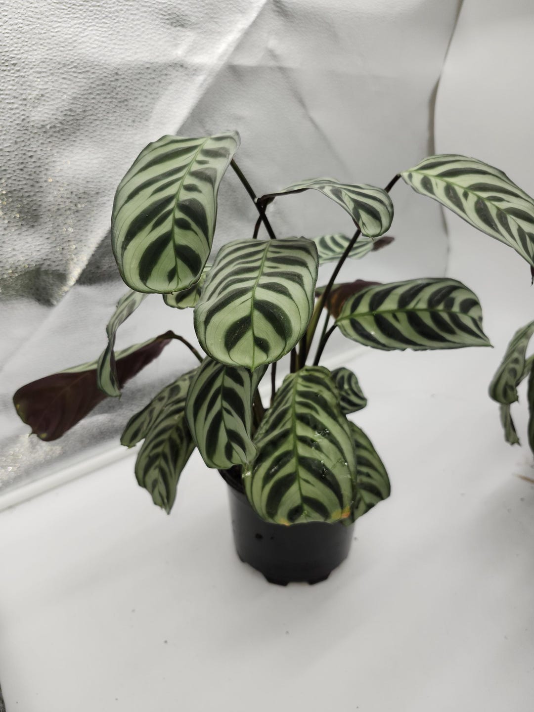 Ctenanthe Burle-marxii – Fishbone Prayer Plant | Rare Pet Safe Low ...