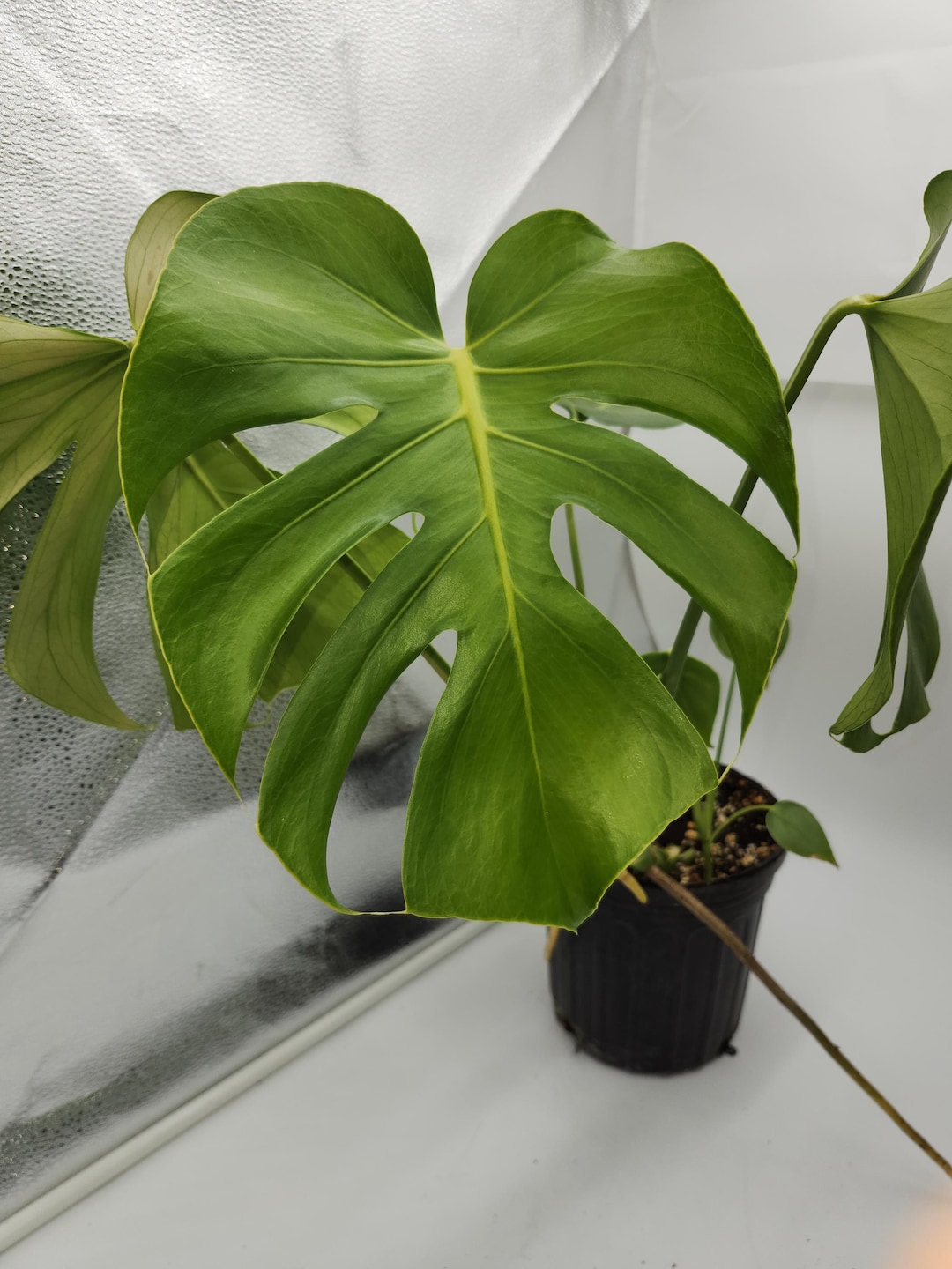 Monstera Deliciosa - Large Form Rare Monstera Large House Plants One ...