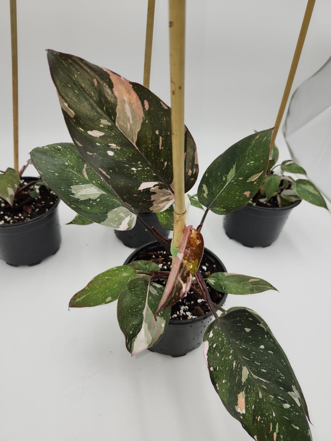 Red Anderson Philodendron -6in Pot Mature Rare House Plant Wishlist ...