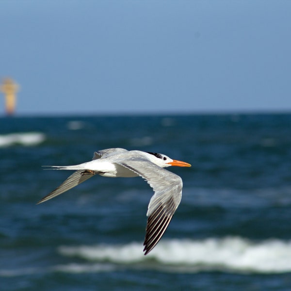 Common Tern - Etsy