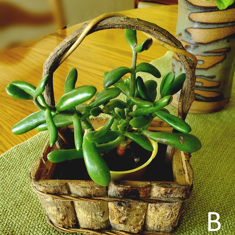 Handmade Twig Basket - Etsy