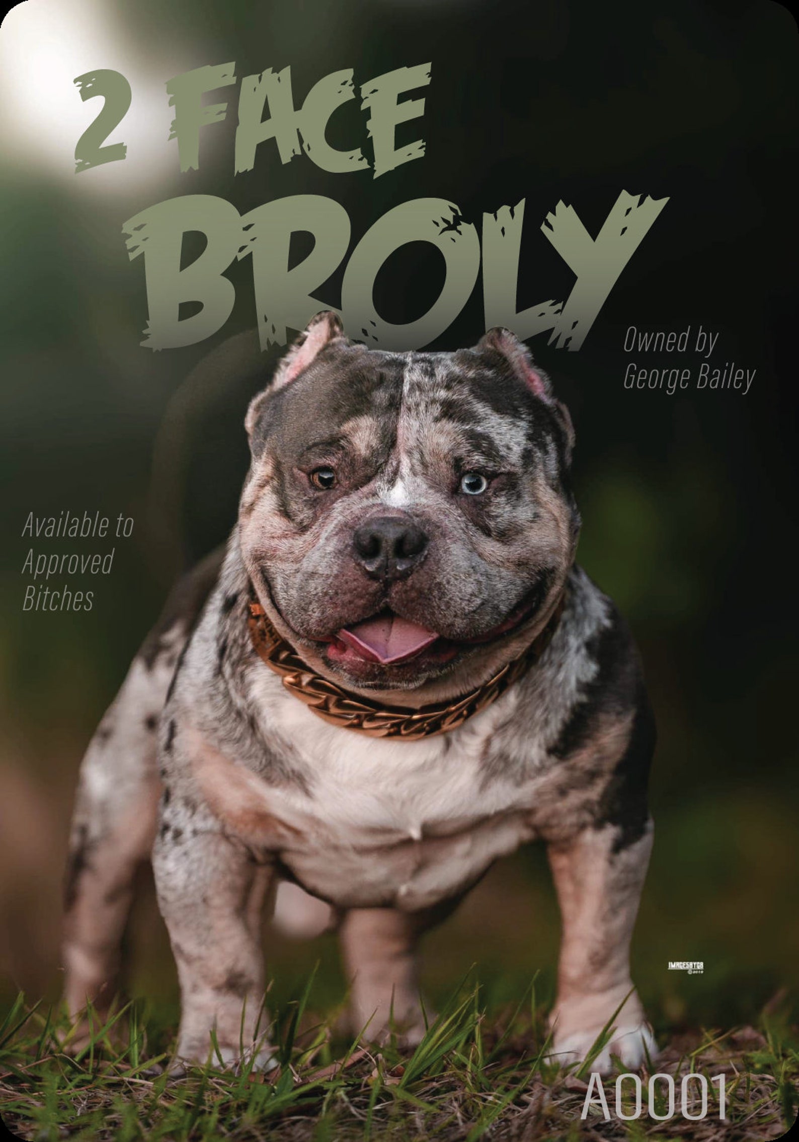 Set of 105 Custom Trading Cards, Sentimental Gift for Pet Parents, Dog ...