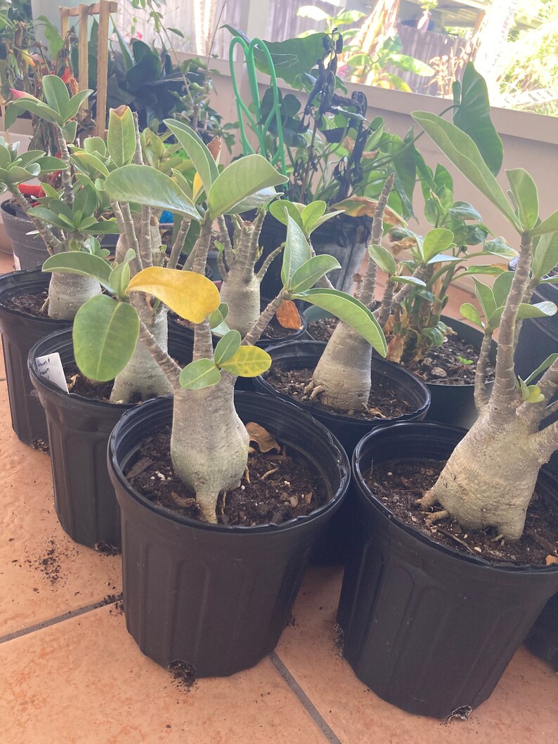 Adenium Arabicum Seedlings - Etsy