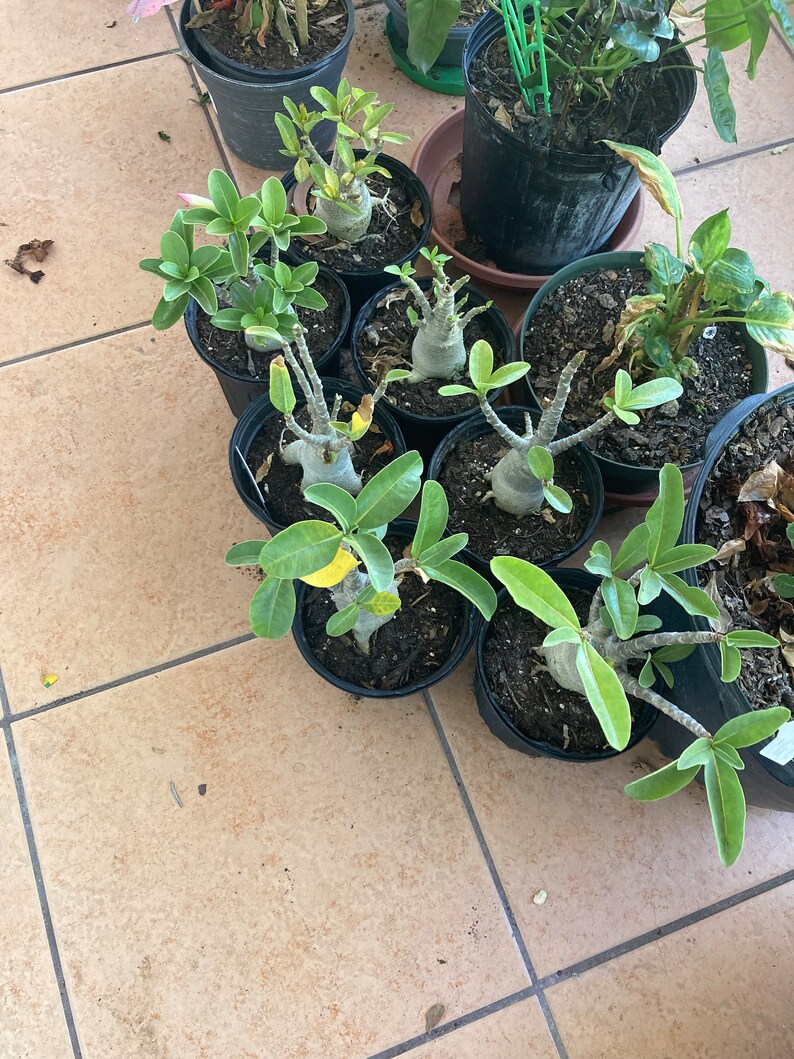 Adenium Arabicum Seedlings - Etsy