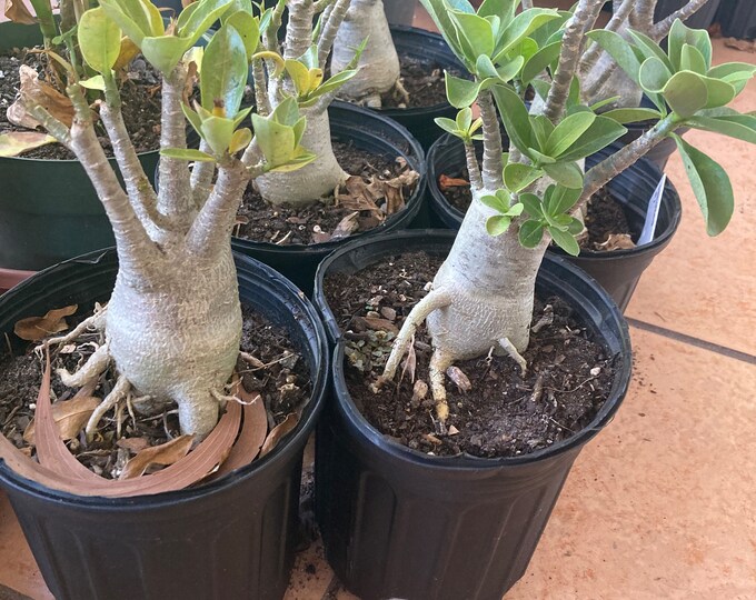 Rare Adenium Arabicum Pink Flowers Extremely Big and Fat Caudex ...