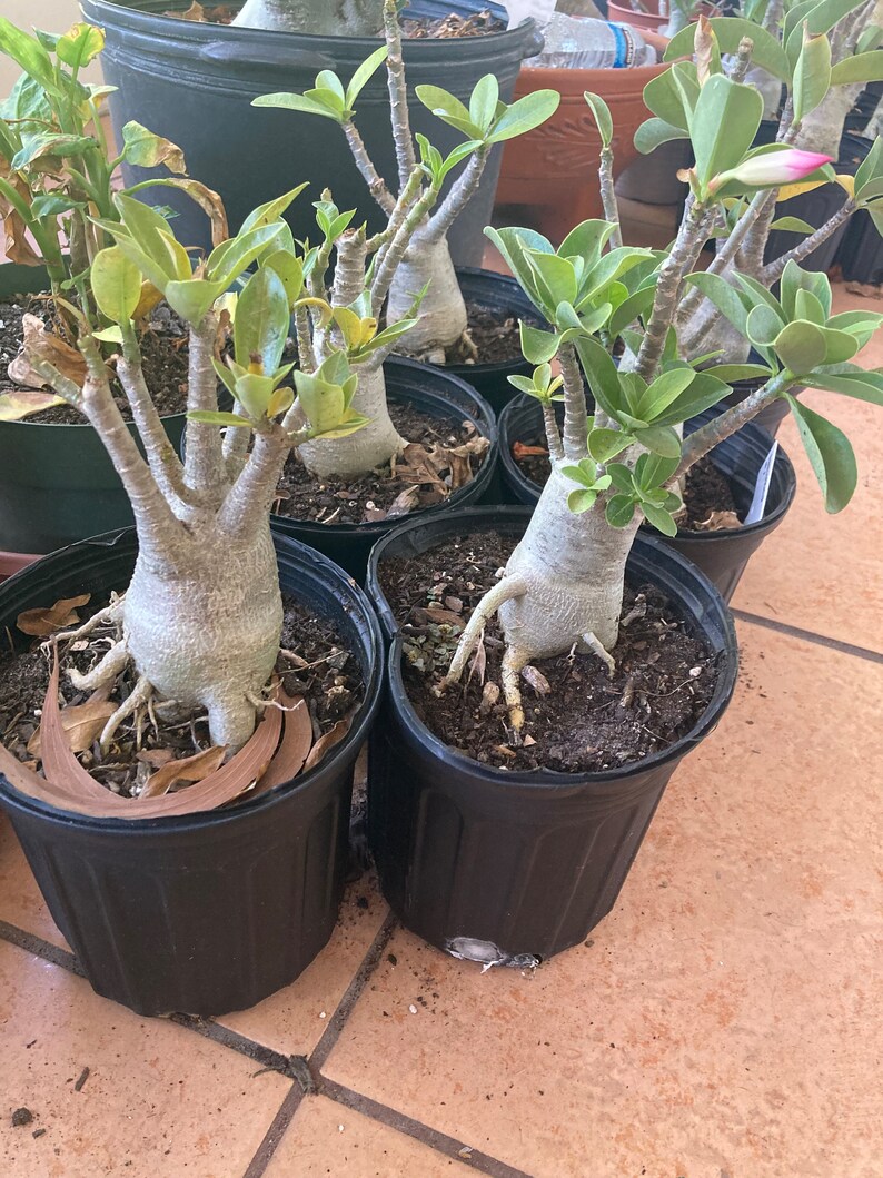 Adenium Arabicum Seedlings - Etsy