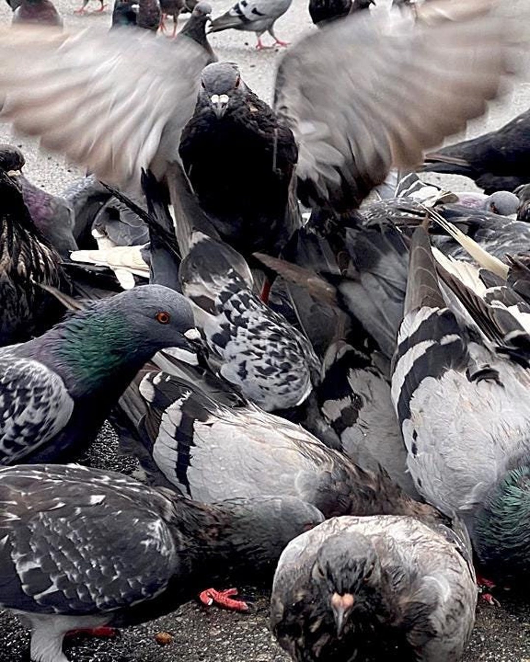 Fine Art Photography Print of the Feisty Pigeons of Brooklyn - Etsy