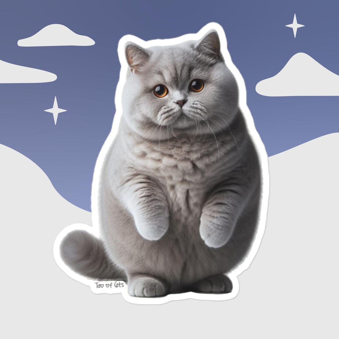 Cute British Shorthair Cat Sticker - Perfect for Water Bottles, Mirrors ...