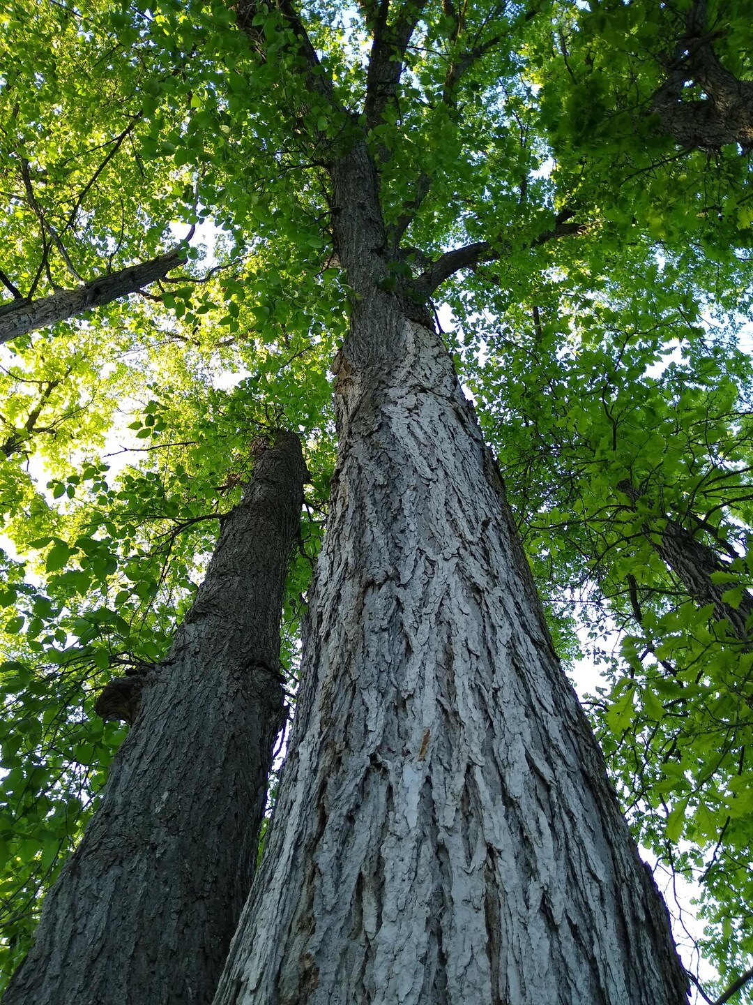 American Elm Seeds, Fast Growing Hardwood Tree Seeds - Etsy Canada