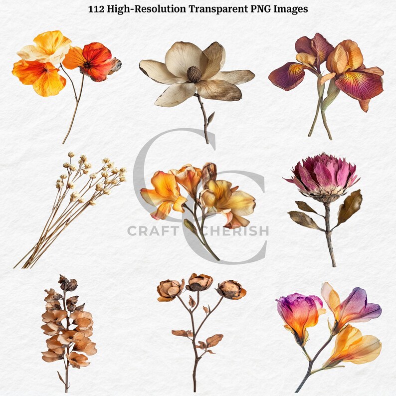 Spring Dried Flower Images: Botanical PNG Cutouts (digital Download) - Etsy