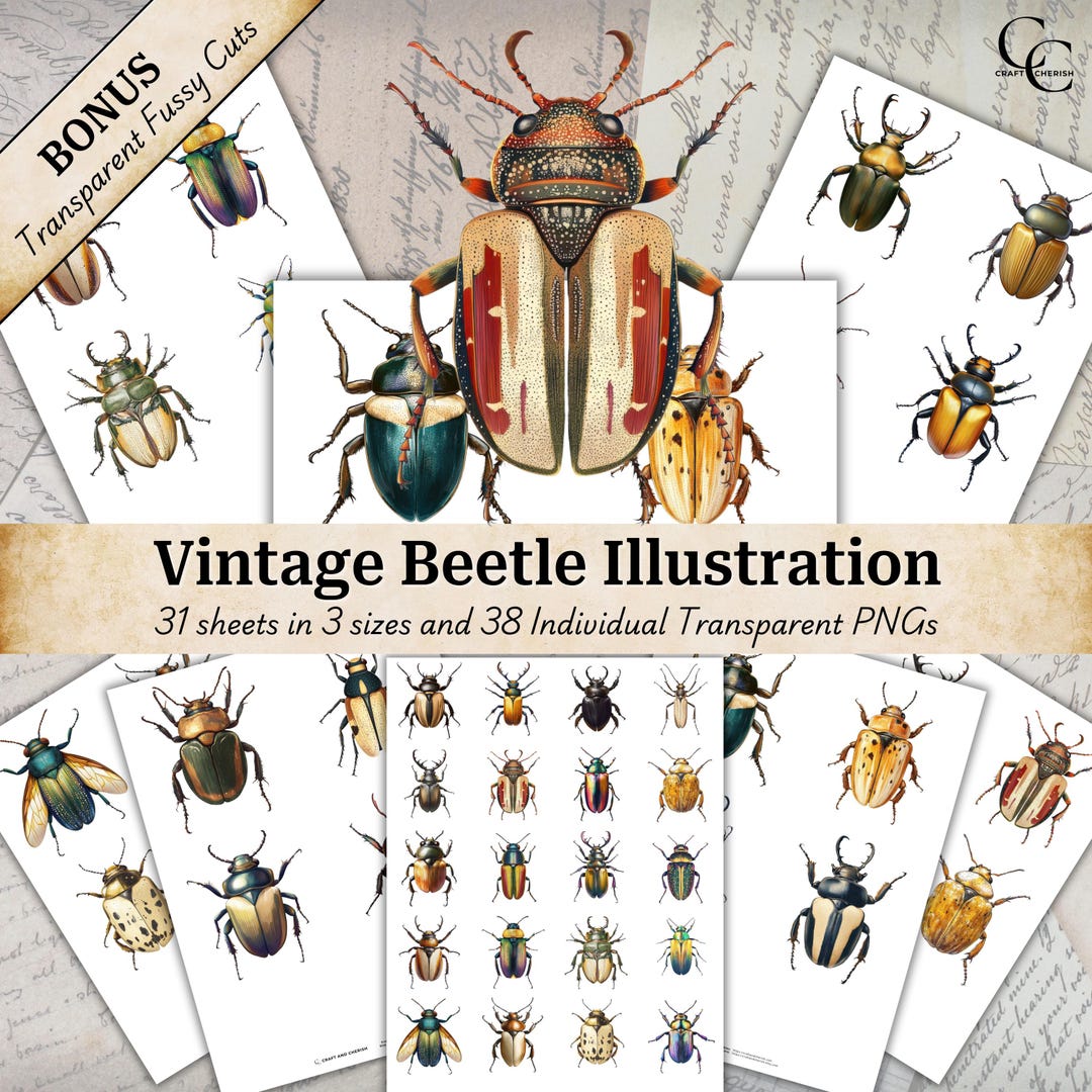 Vintage Beetle Illustration: Insect Ephemera PNG Bundle (digital ...