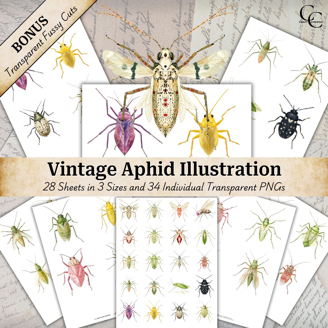 34 Vintage Aphid Illustration, Aphid Art, Aphid Bug Clipart, Aphid Bug ...