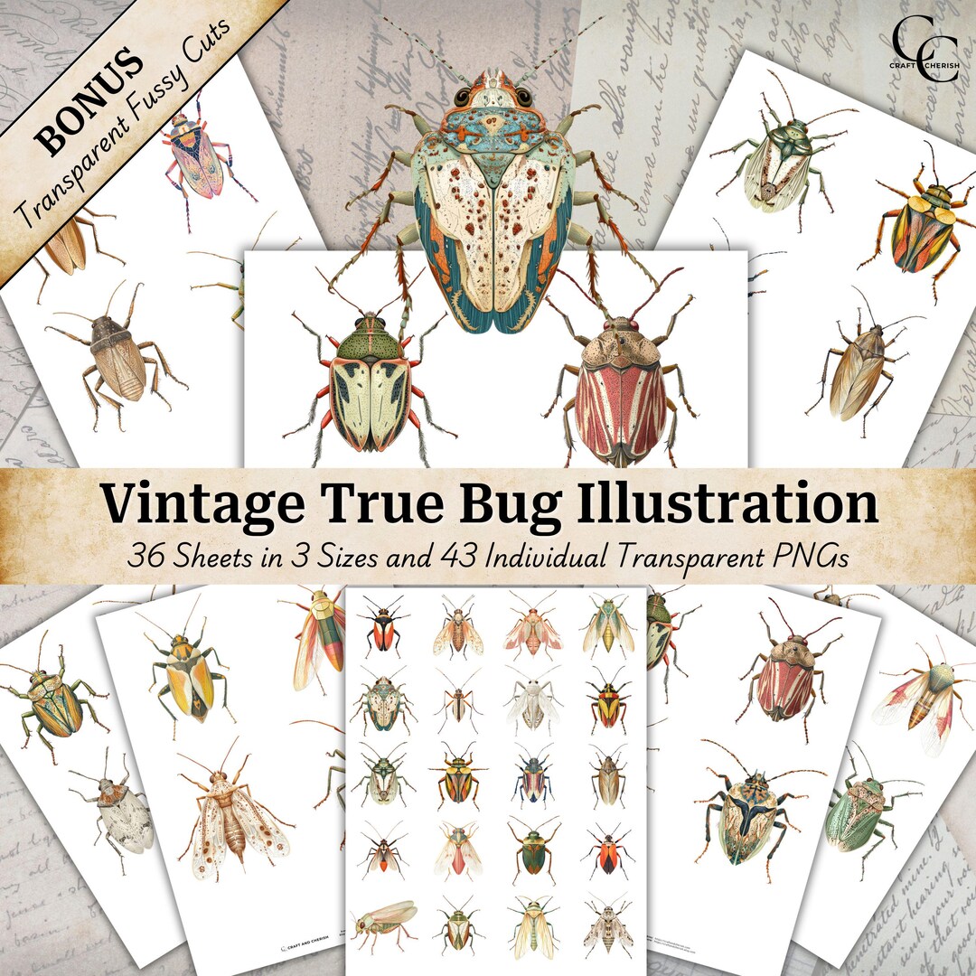 Vintage Bug Illustration: Transparent PNG Clipart, Ephemera (digital ...