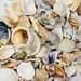 Seashell Fragments Conchas, Genuine Ocean Theme Shells for Beach Crafts ...