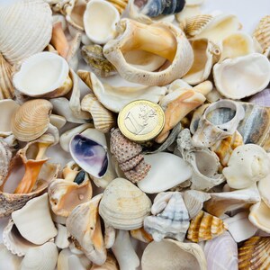 Seashell Fragments Conchas, Genuine Ocean Theme Shells for Beach Crafts ...